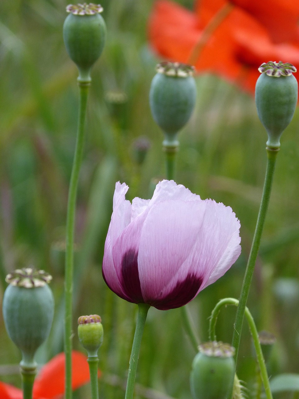 Papaver Somniferum Cascajo Amapola - Foto gratis en Pixabay - Pixabay