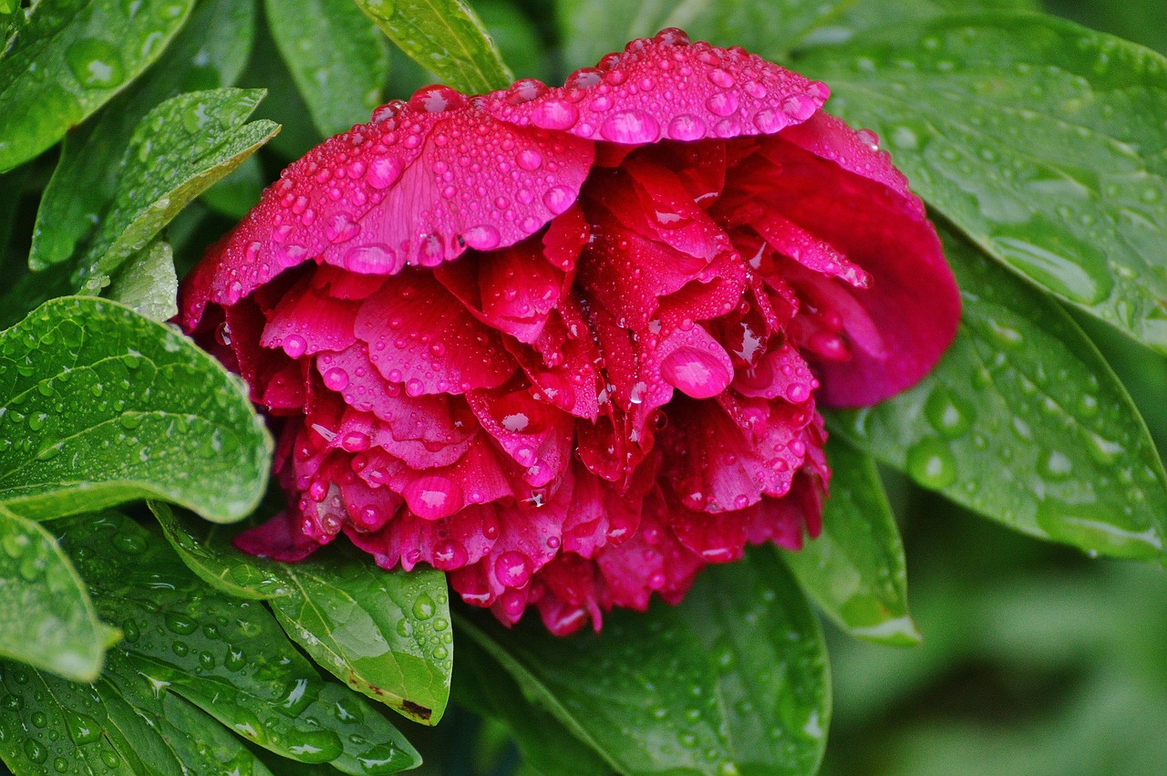 Peony Rain Drops - Free photo on Pixabay