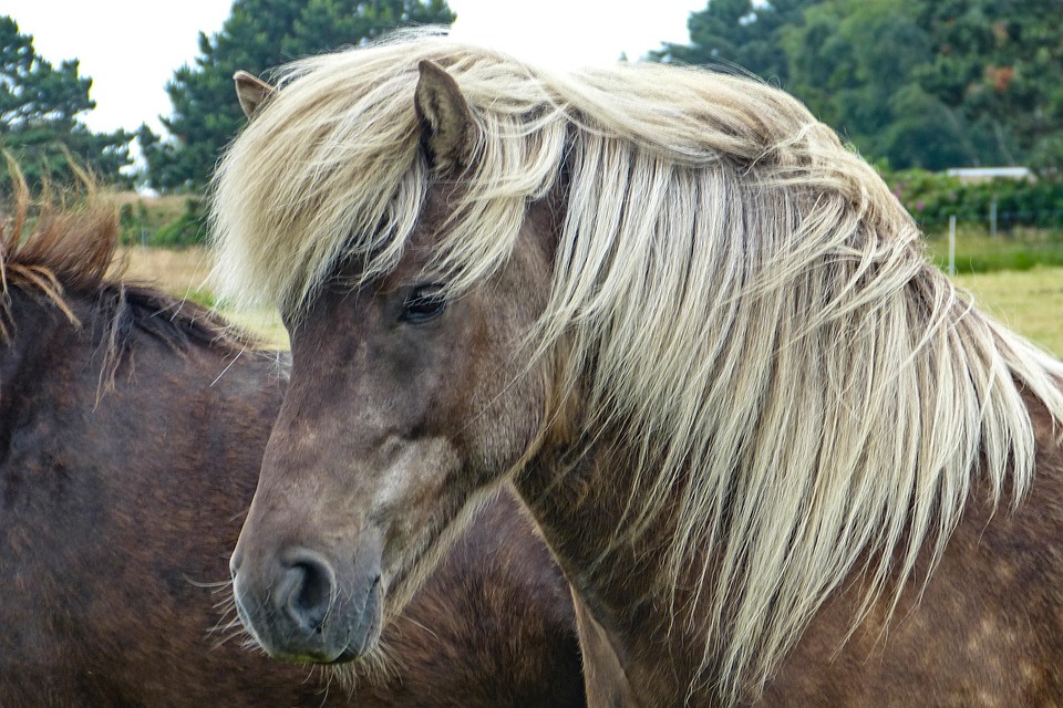 Caballo Cabeza De - Foto gratis en Pixabay - Pixabay