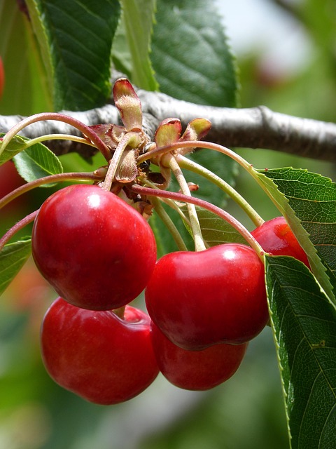 Cerezas Cerezo Fruto Rojo - Foto gratis en Pixabay - Pixabay