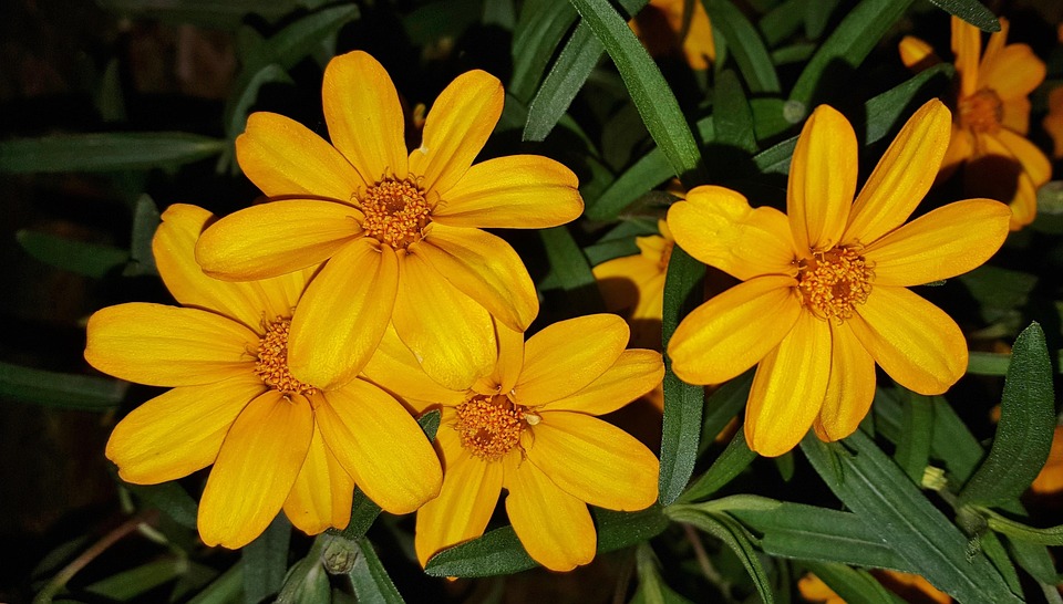 Fleurs Jaunes Soucis - Photo gratuite sur Pixabay - Pixabay