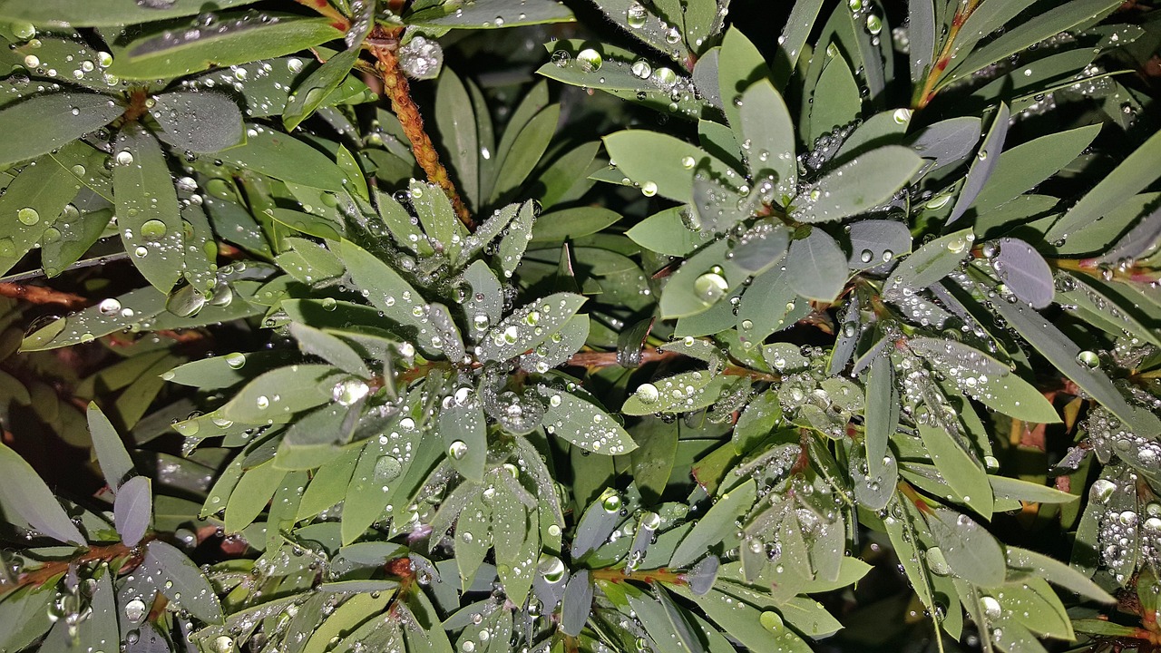 Leaves Shrub Green - Free photo on Pixabay - Pixabay