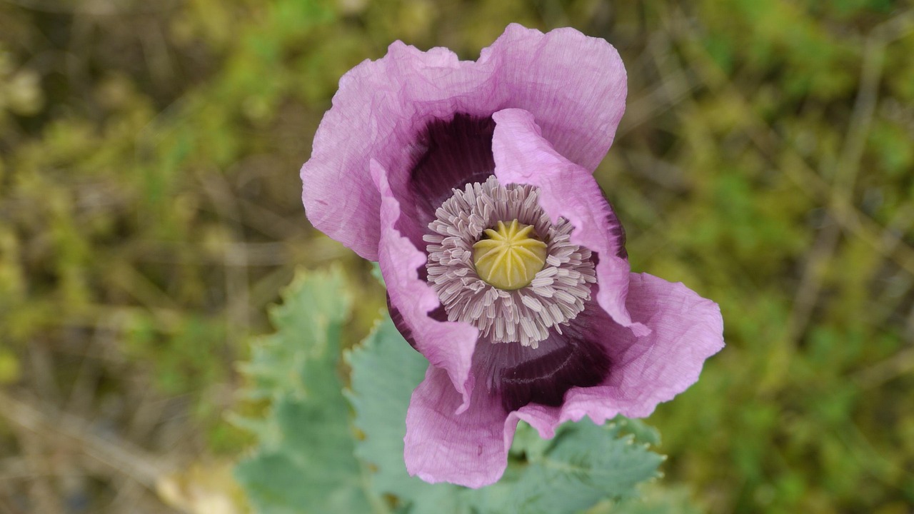 Fleur De Pavot Jardin Fleurs - Photo gratuite sur Pixabay - Pixabay