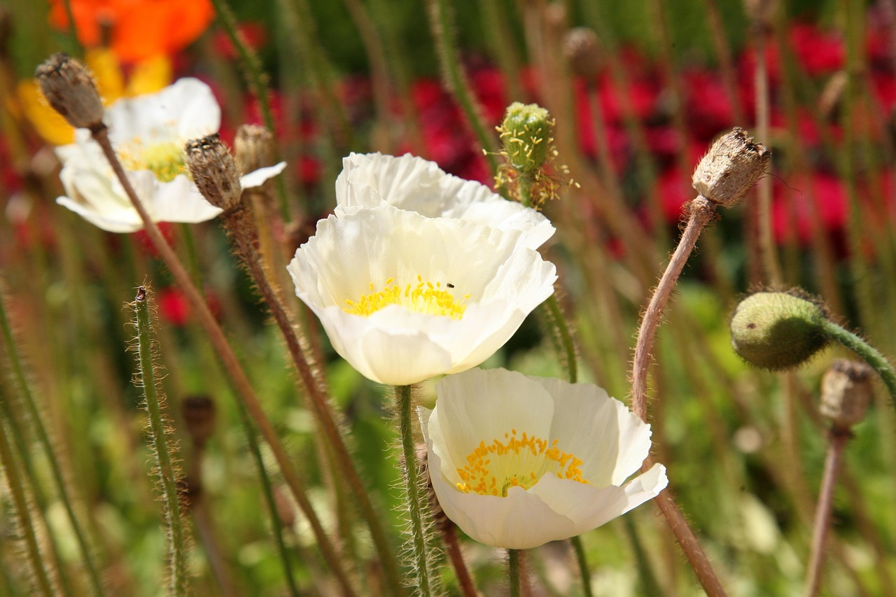 Poppy Flower Spring - Free photo on Pixabay