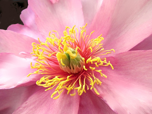 Macro Japanese Pink Peony Flower - Free photo on Pixabay - Pixabay