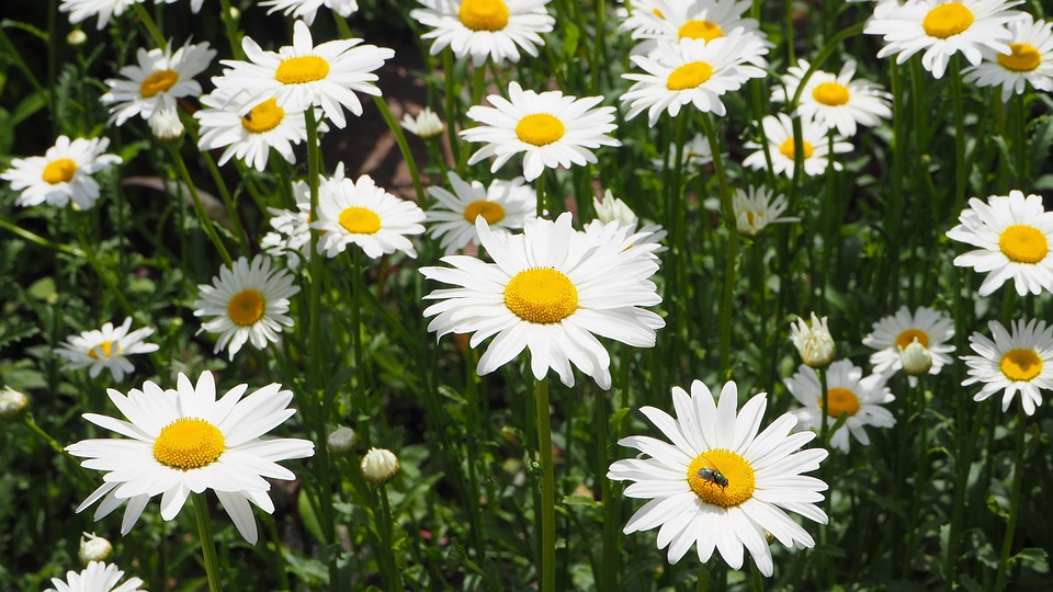 Marguerites Blanches Blanche - Photo gratuite sur Pixabay - Pixabay
