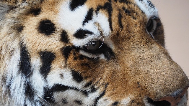 20,000+ Tiger Face Pictures & Images [HD] - Pixabay