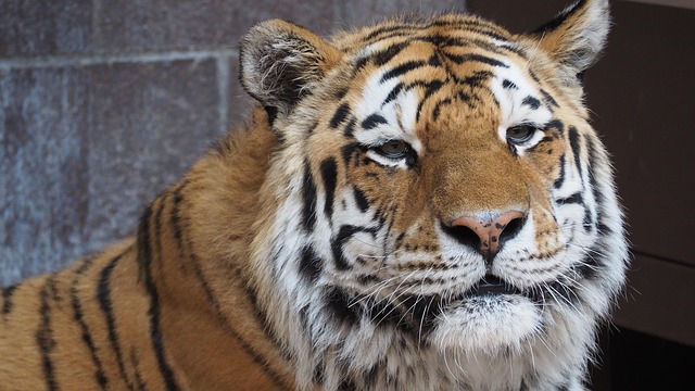 Tigre Visage De Portrait - Photo gratuite sur Pixabay - Pixabay