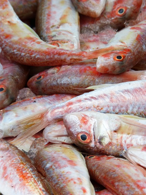 Salmonete Peixe Fresco Dieta - Foto gratuita no Pixabay - Pixabay