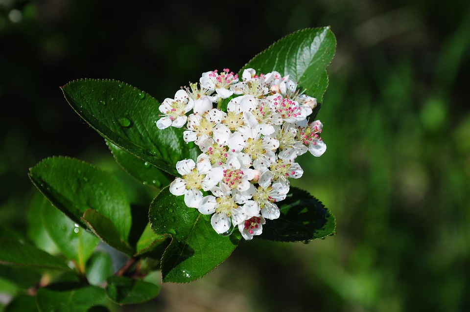 Flores De Cerezo Planta Árbol - Foto gratis en Pixabay - Pixabay