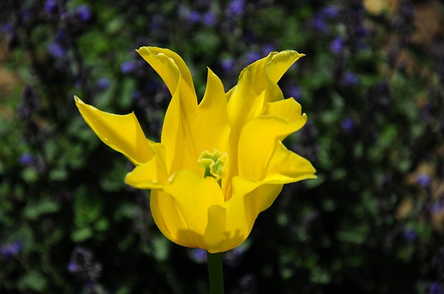 Fleur Plante Jaune - Photo gratuite sur Pixabay - Pixabay