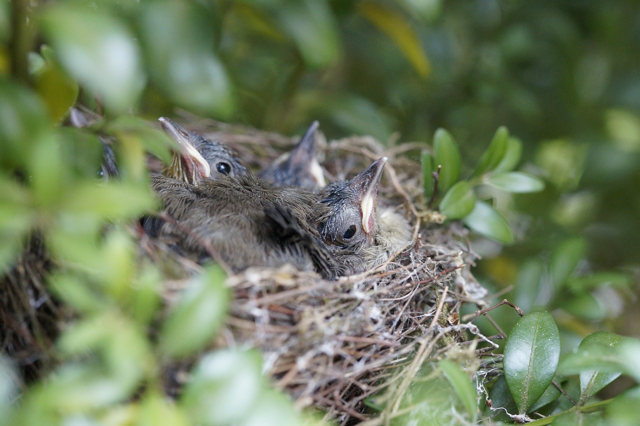 Nest Vogel Vögel · Kostenloses Foto auf Pixabay