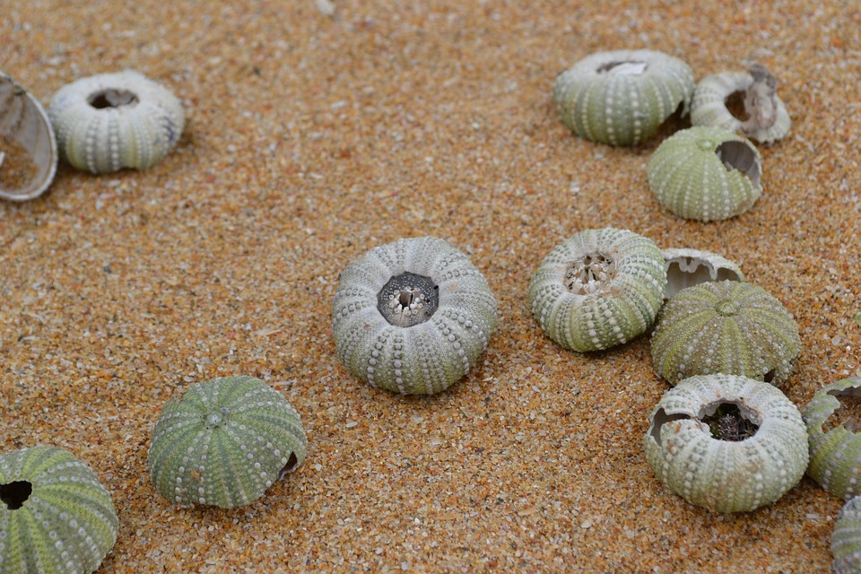 Concha Praia Feriado Do - Foto gratuita no Pixabay - Pixabay