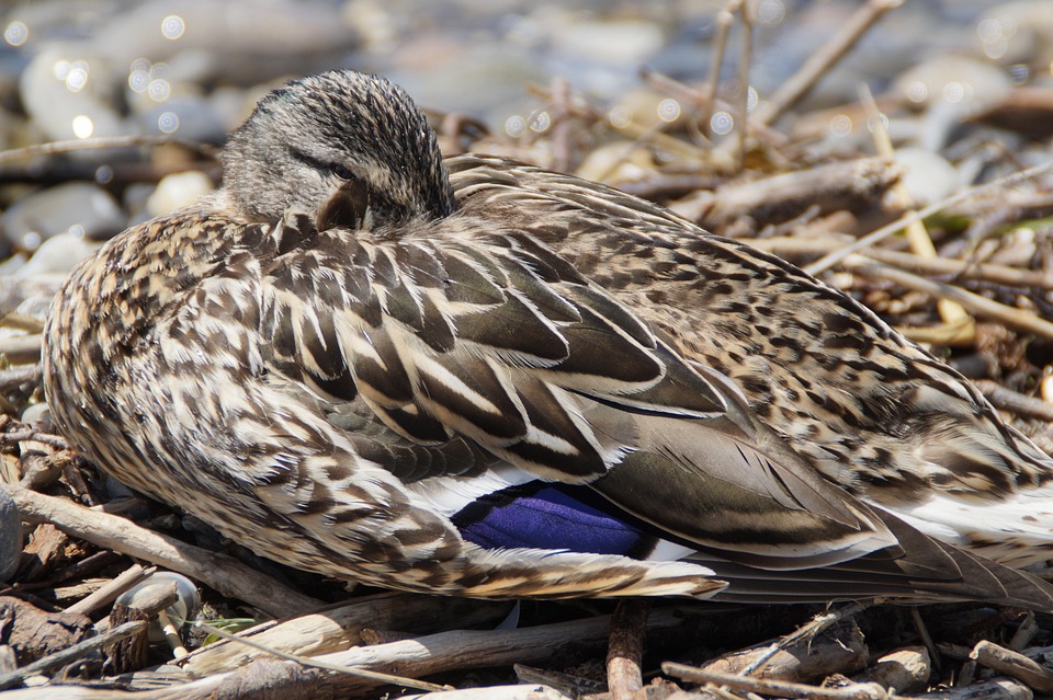 Fêmea Dorme Pato - Foto gratuita no Pixabay - Pixabay
