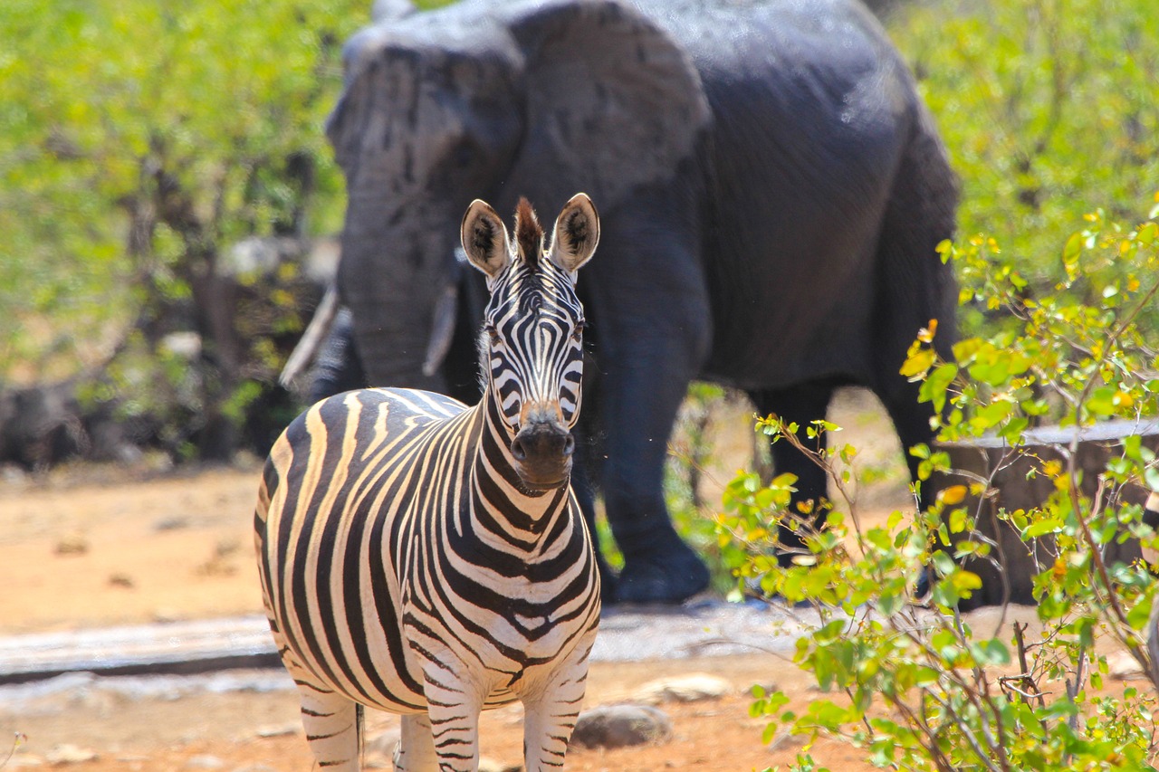 South Africa Zebra Elephant - Free photo on Pixabay - Pixabay