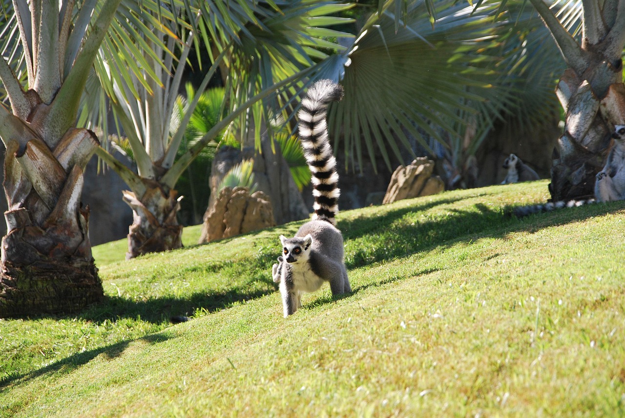 Lemur Zoo Nature - Free photo on Pixabay - Pixabay