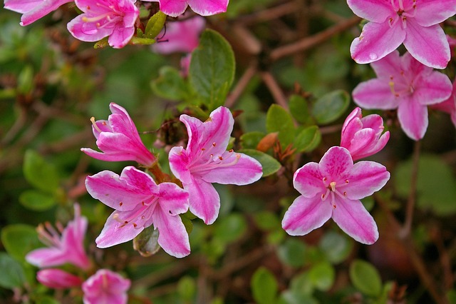 Azalea Garden Ornamental Shrub - Free photo on Pixabay - Pixabay