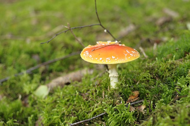 Mushroom Fall Nature - Free photo on Pixabay - Pixabay