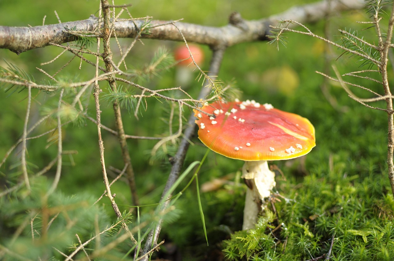 Mushroom Fall Nature - Free photo on Pixabay - Pixabay
