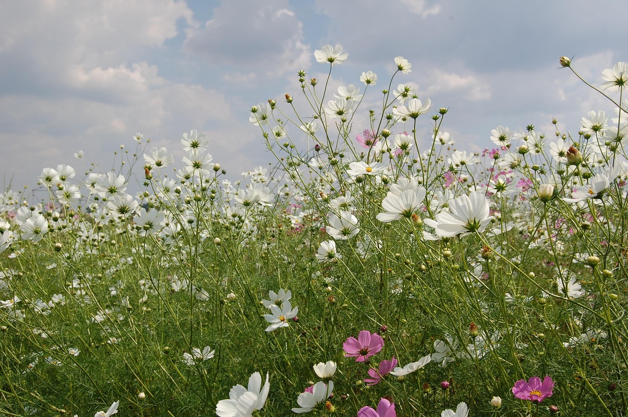South Africa Wild Flowers - Free photo on Pixabay - Pixabay