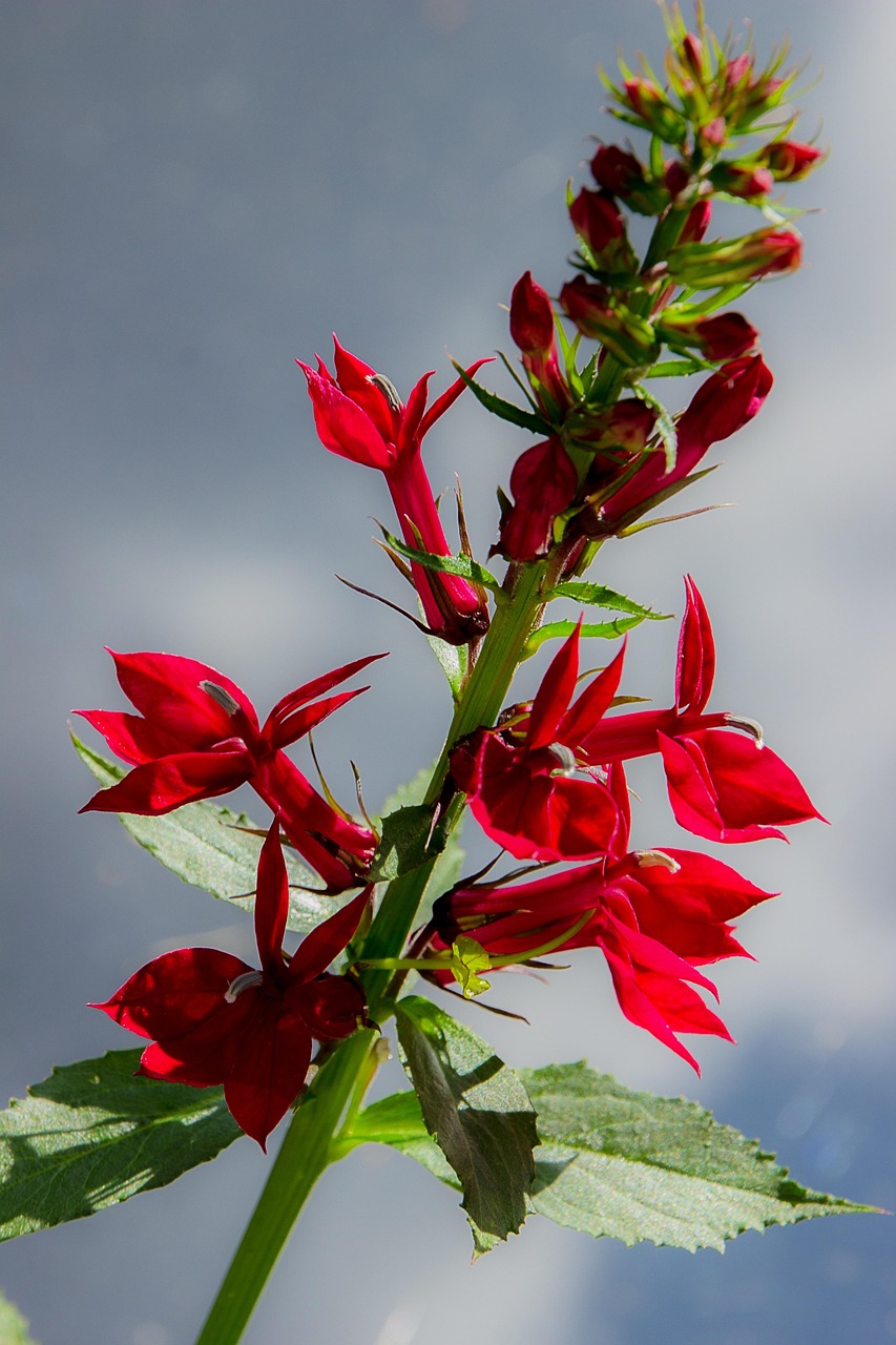 50+ Free 로벨리아 & Lobelia Images - Pixabay