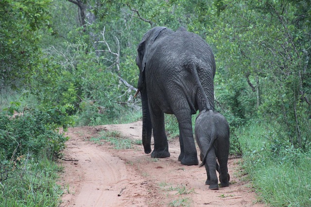 South Africa Animals Nature - Free photo on Pixabay - Pixabay