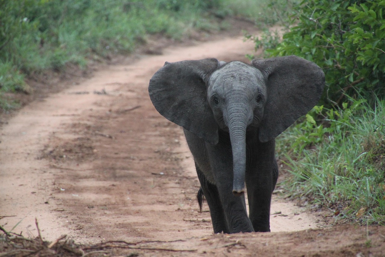 20,000+ Free Baby Elephant & Elephant Images - Pixabay