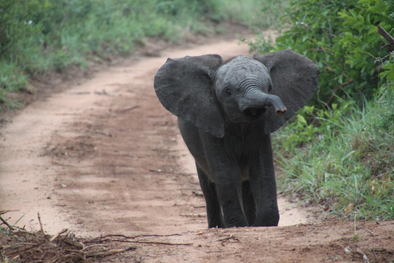 10,000+ Free African Baby & Elephant Images - Pixabay