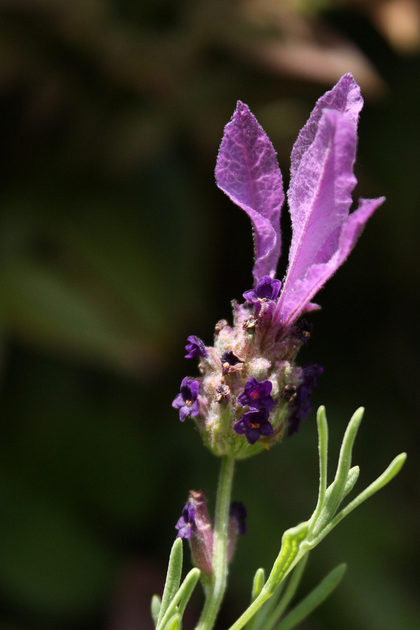 Lavender Purple Flower - Free photo on Pixabay