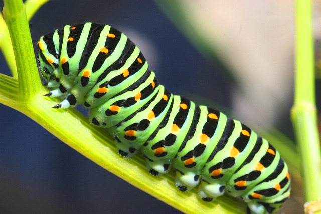 Free Photo Caterpillar Sphinx Butterfly Free Image On Pixabay