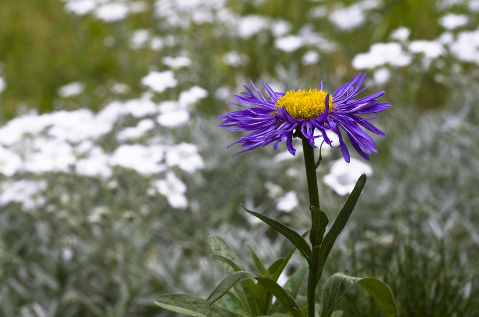 Spring Violet Aster - Free photo on Pixabay - Pixabay