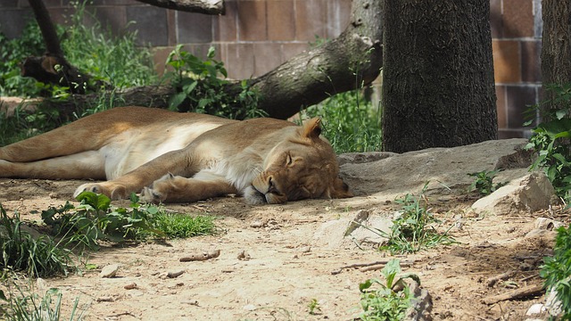 Lion Sleeping Animal - Free photo on Pixabay