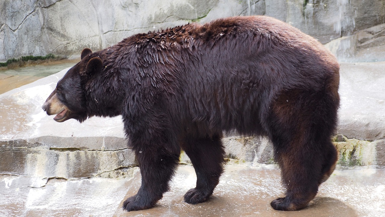 Black Bear - Free photo on Pixabay - Pixabay
