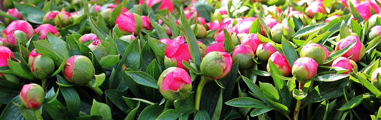 Peonies Flower Plant - Free photo on Pixabay - Pixabay