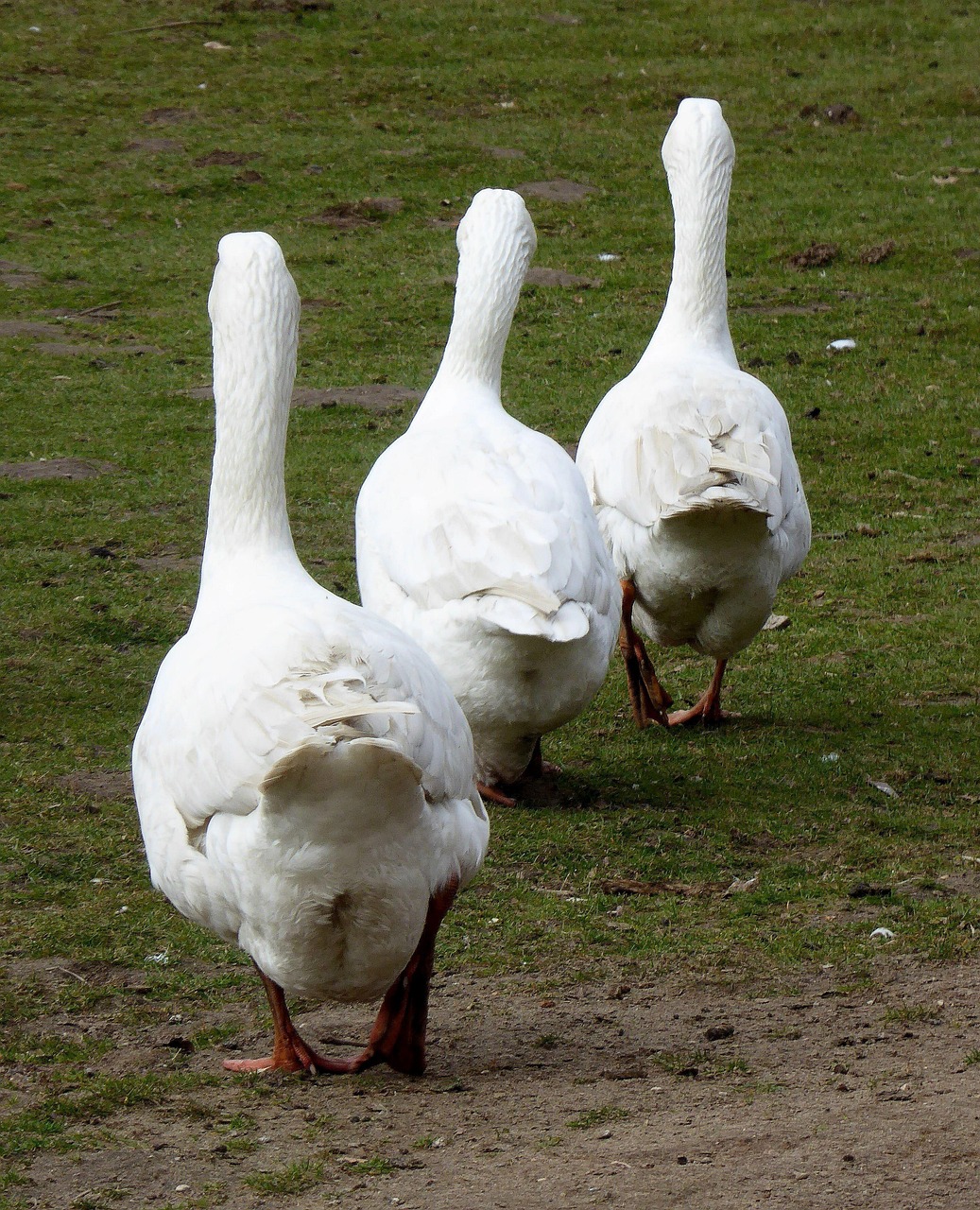 Animal Photo Geese Farm - Free photo on Pixabay - Pixabay
