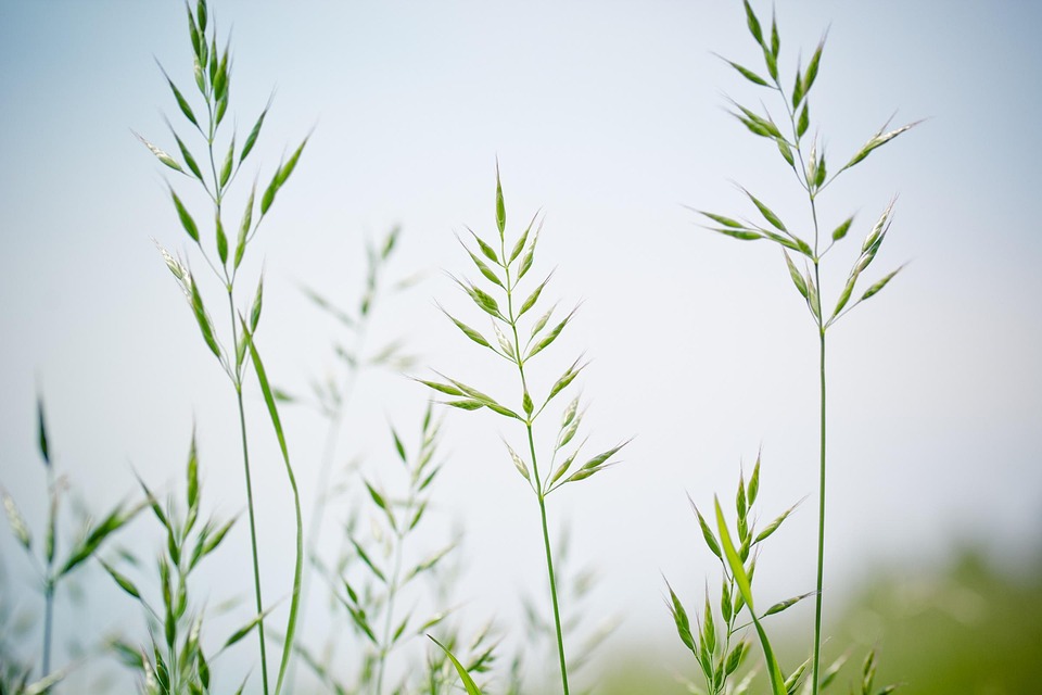 Meadow Fescue Sweetgrass Ear - Free photo on Pixabay
