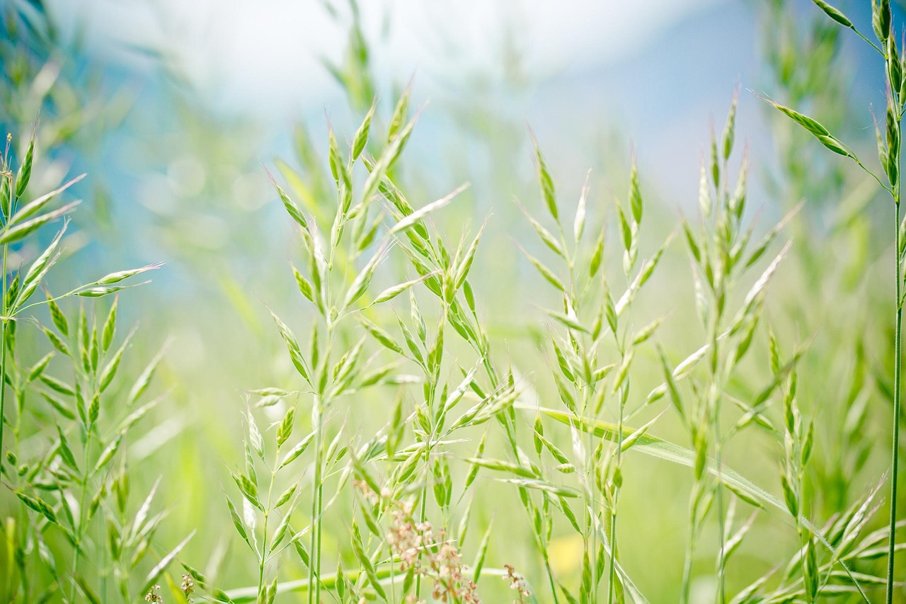 Meadow Fescue Sweetgrass Ear - Free photo on Pixabay - Pixabay