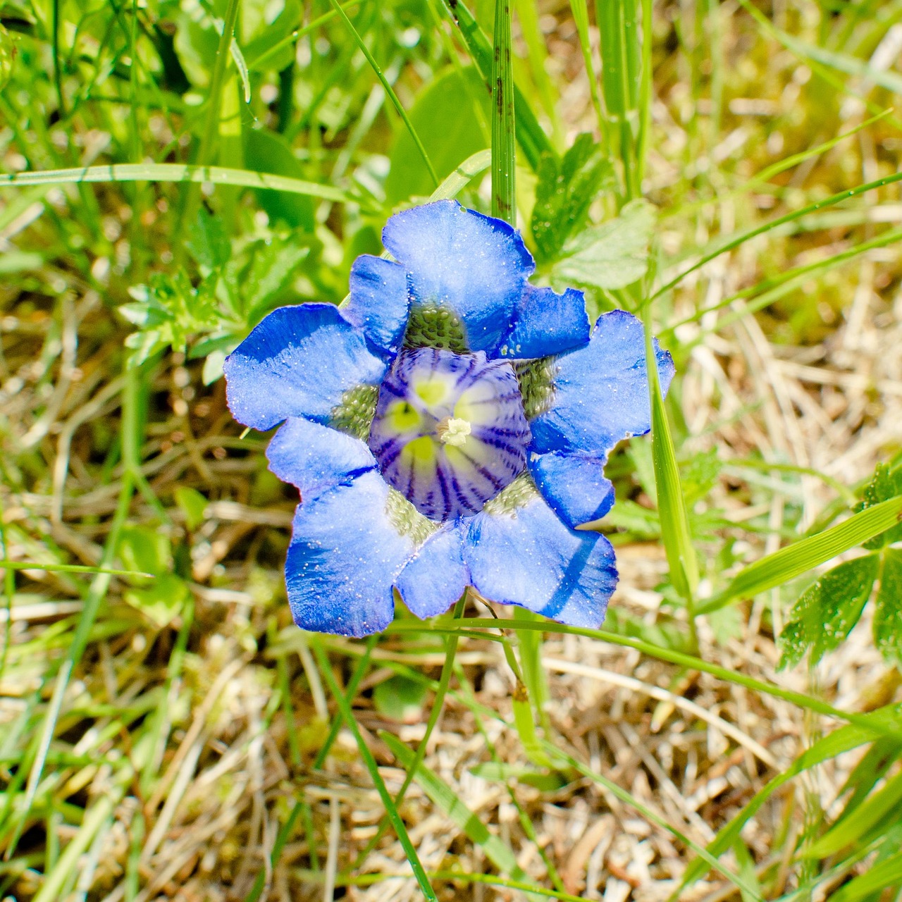 Plus de 300 images de Gentiane et de Fleur - Pixabay