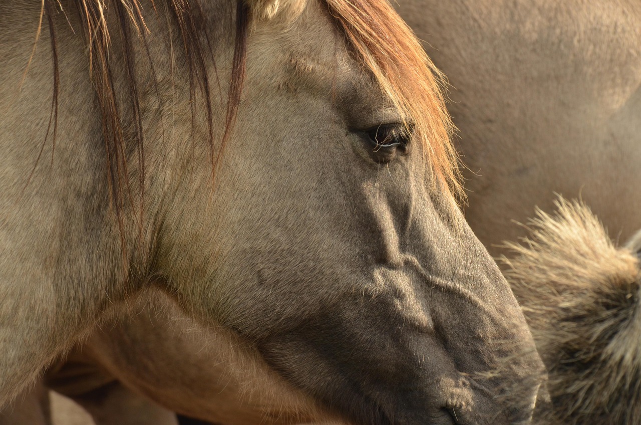 Animal Mamíferos Caballo - Foto gratis en Pixabay - Pixabay