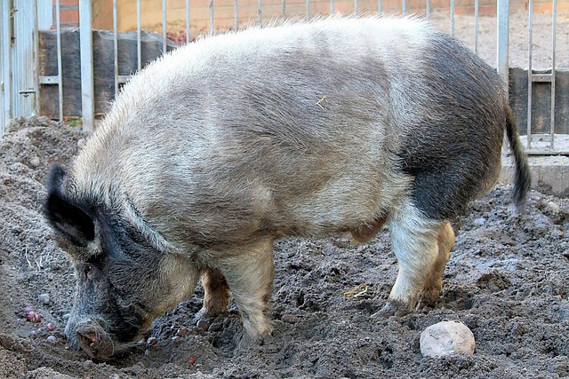 Wildschwein Eber Schwein - Kostenloses Foto auf Pixabay - Pixabay