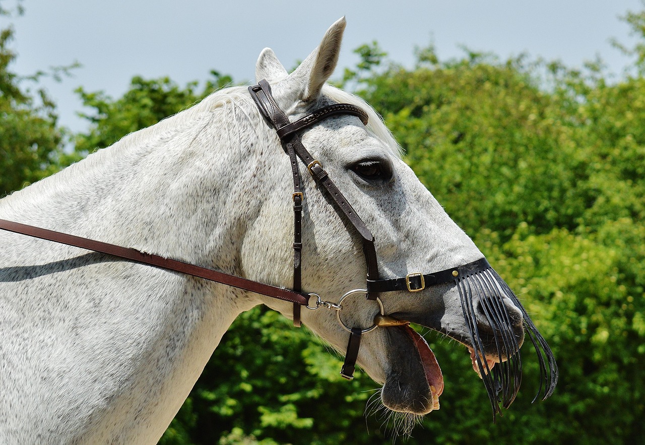 400+ Free Bridle & Horse Images - Pixabay