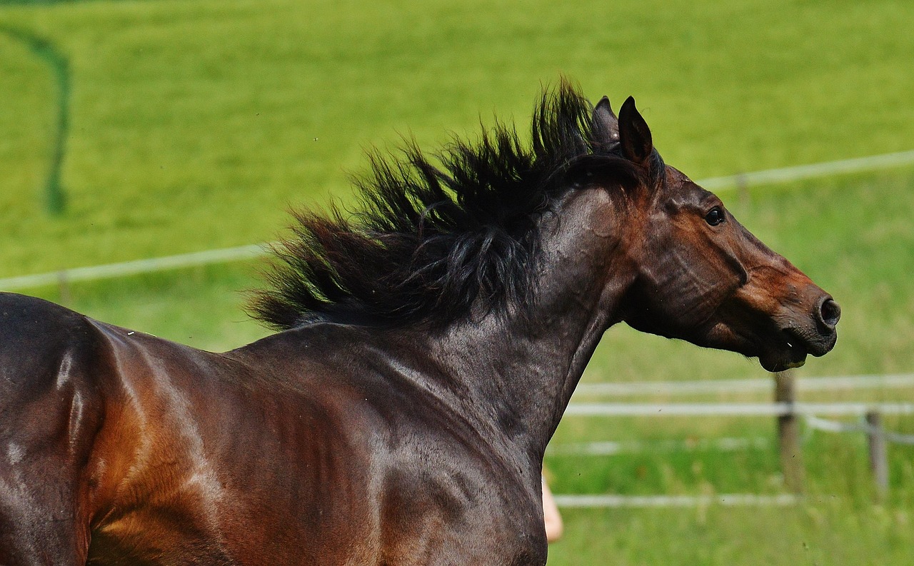 Horse Coupling Gallop - Free photo on Pixabay