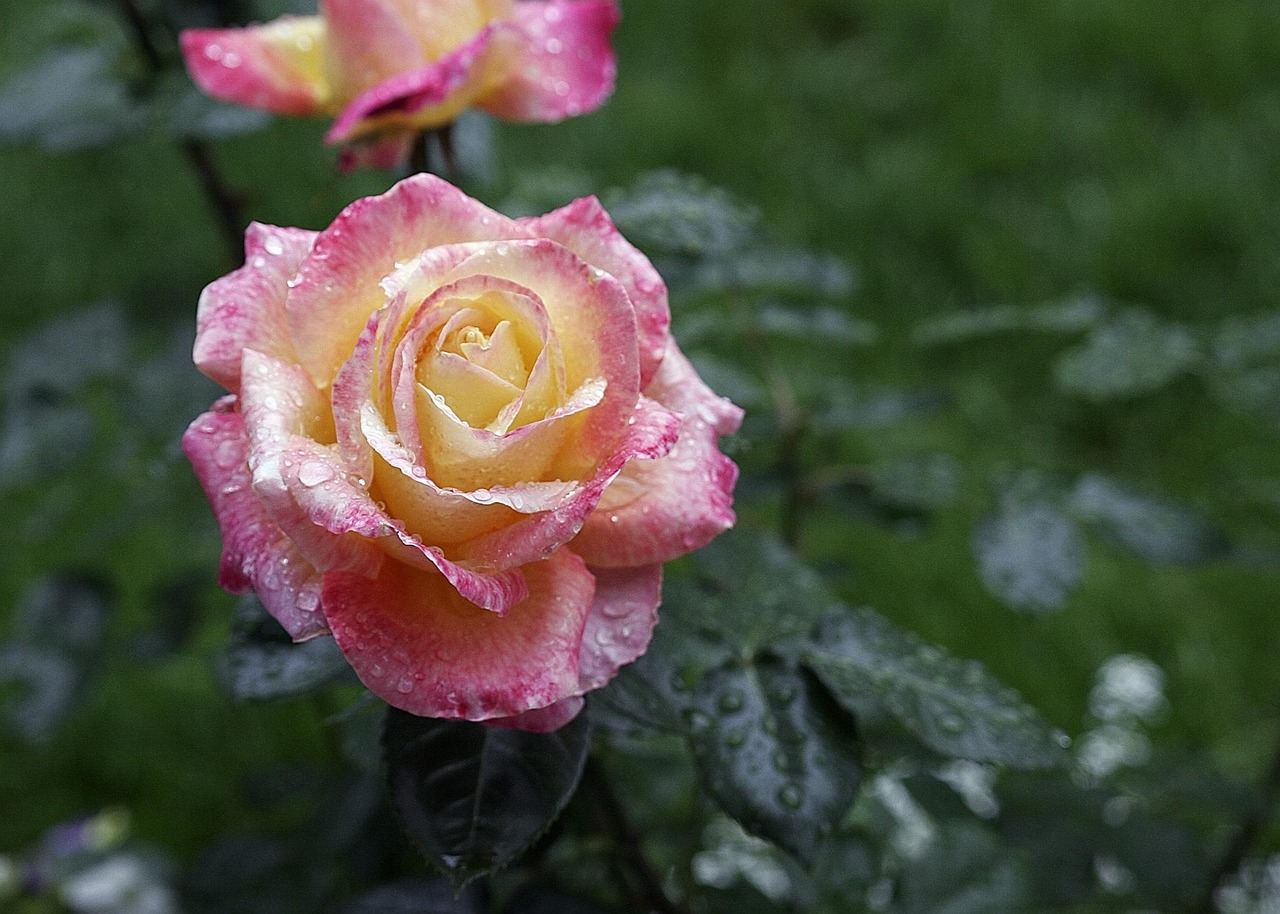 Rose Pétales Le Printemps - Photo gratuite sur Pixabay - Pixabay