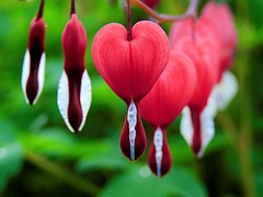 Bleeding Heart Flower Plant - Free photo on Pixabay