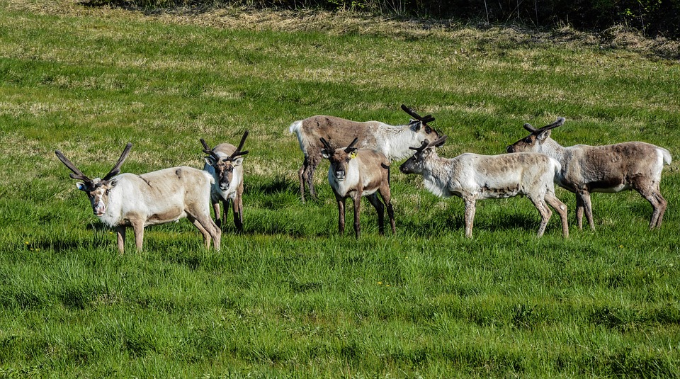 Reindeer Pack Animal - Free photo on Pixabay - Pixabay