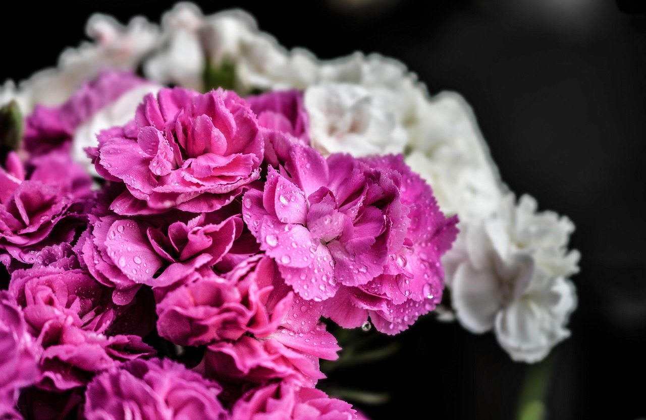 Flores Clavel Gratis Imágenes De Claveles Flores Descarga Gratuita