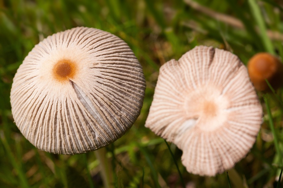 Mushroom Disc Fungus Cap - Free photo on Pixabay - Pixabay