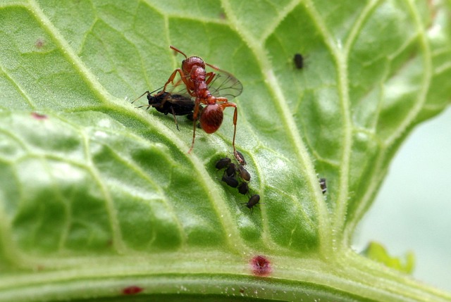 Fourmi De Jardin Rouge Myrmica - Photo gratuite sur Pixabay - Pixabay