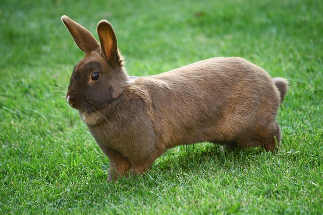 Lapin Animal De Compagnie - Photo gratuite sur Pixabay - Pixabay