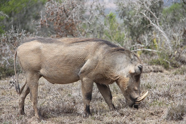 Jabalí Safari Sudáfrica - Foto gratis en Pixabay - Pixabay